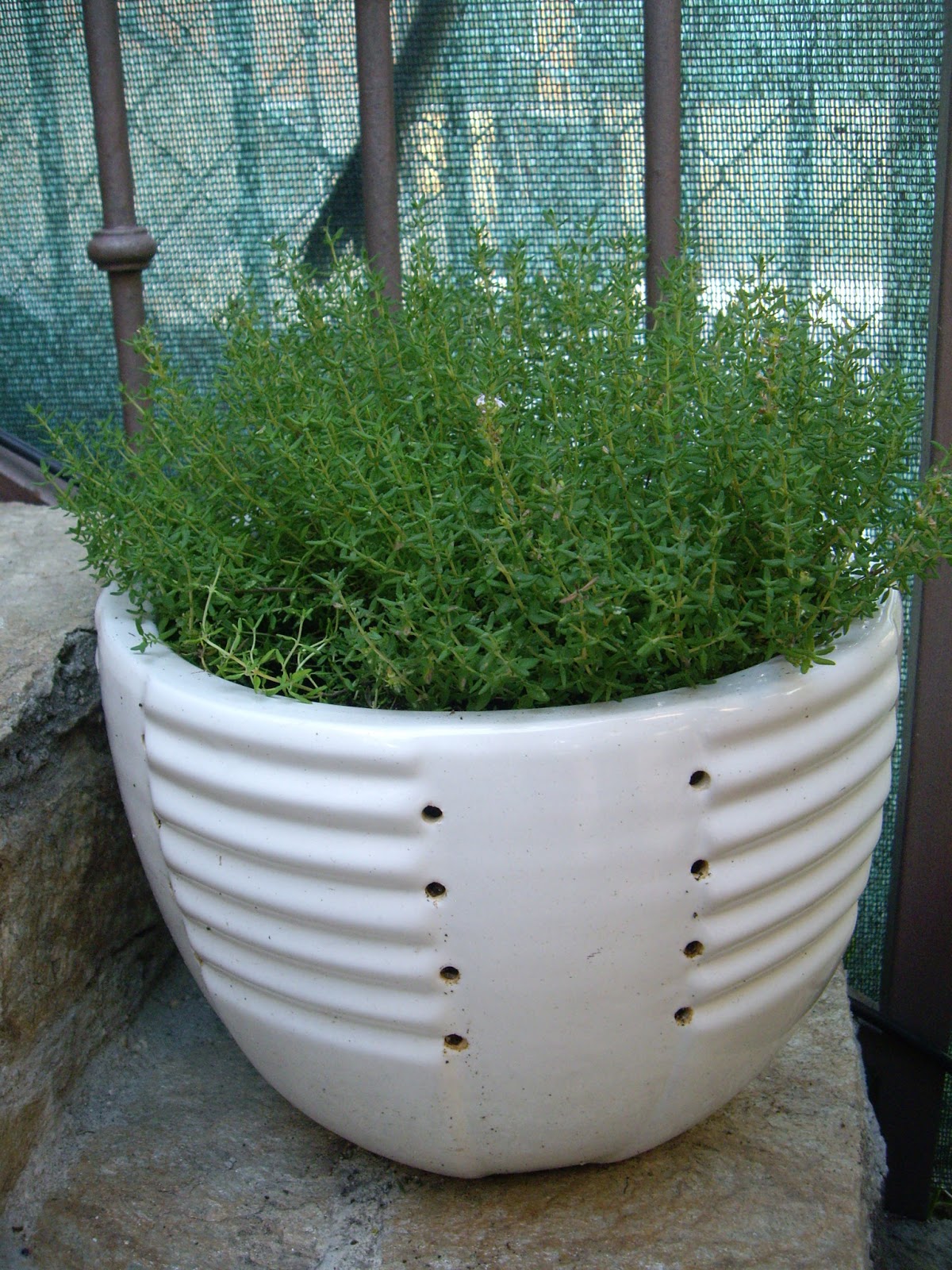 La Mar de VeRde: THYMUS VULGARIS O TOMILLO LIMON