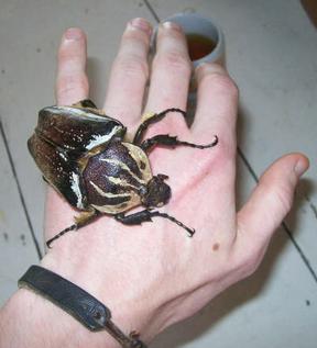 Goliath Beetle : World's largest Beetle on Earth | Most Unbelievable ...