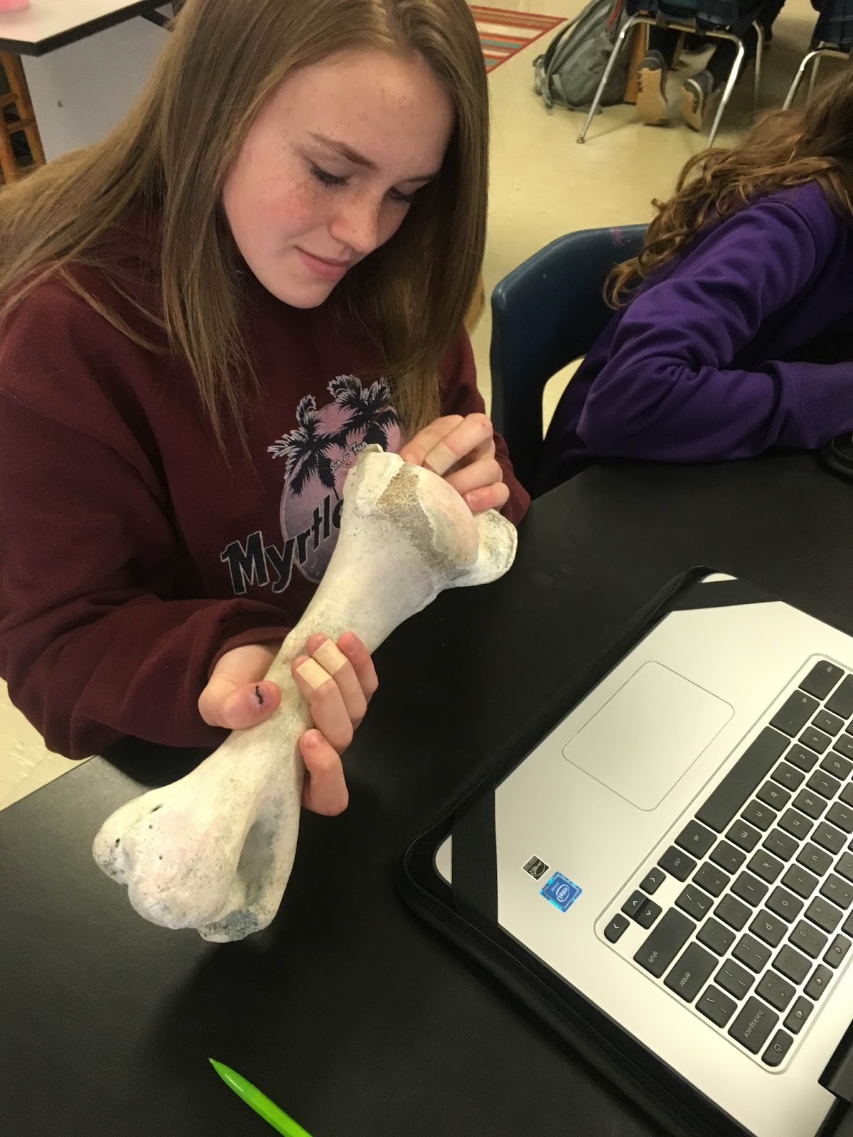 CGS Seventh Grade Science: Human Body: Bones!
