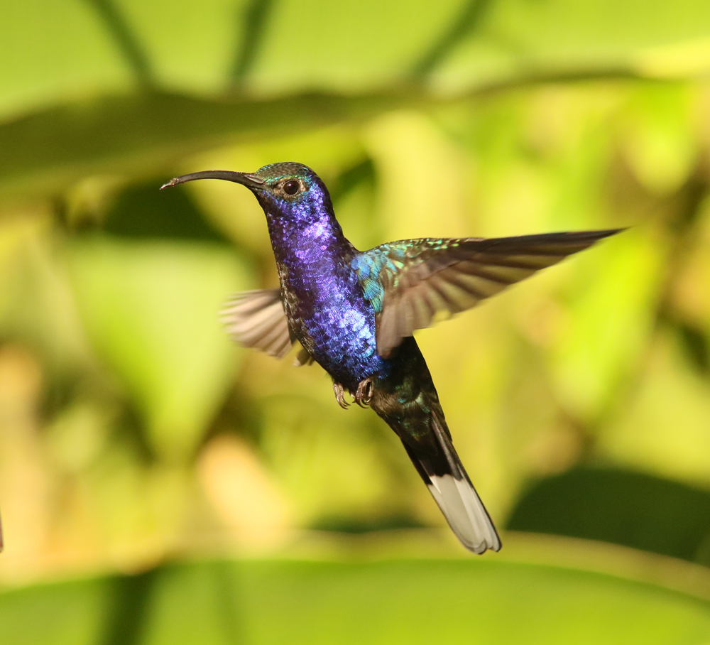 Birding Berrien and Beyond: Sabrewing study