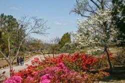 Explore Southern History: Muskogee Azalea Festival begins but blooms ...
