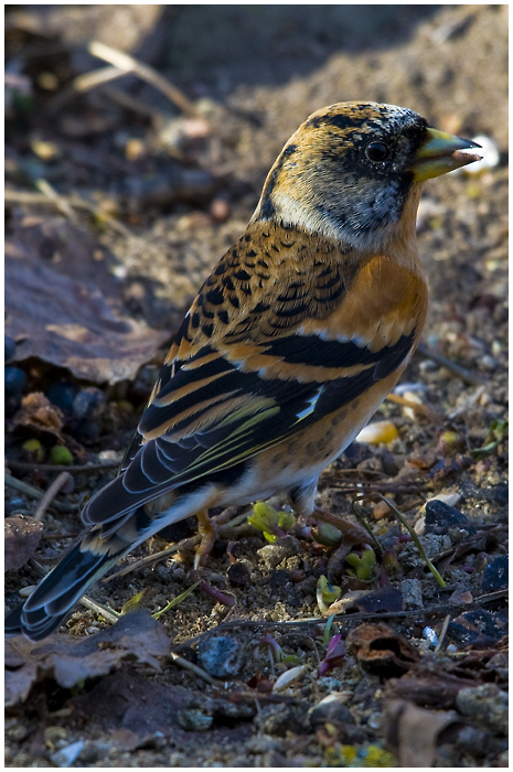 Naturaleza y Etnografía: Pizón real (Fringilla montifringilla)