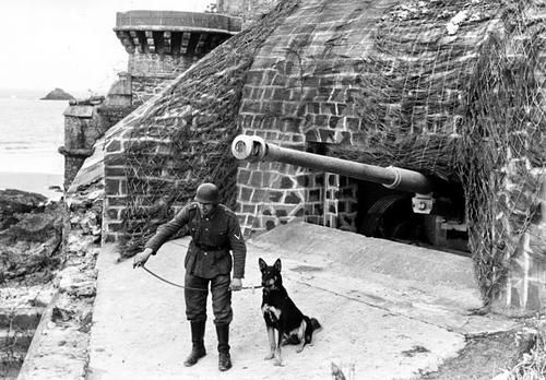 World War II in Pictures: Dogs of World War II