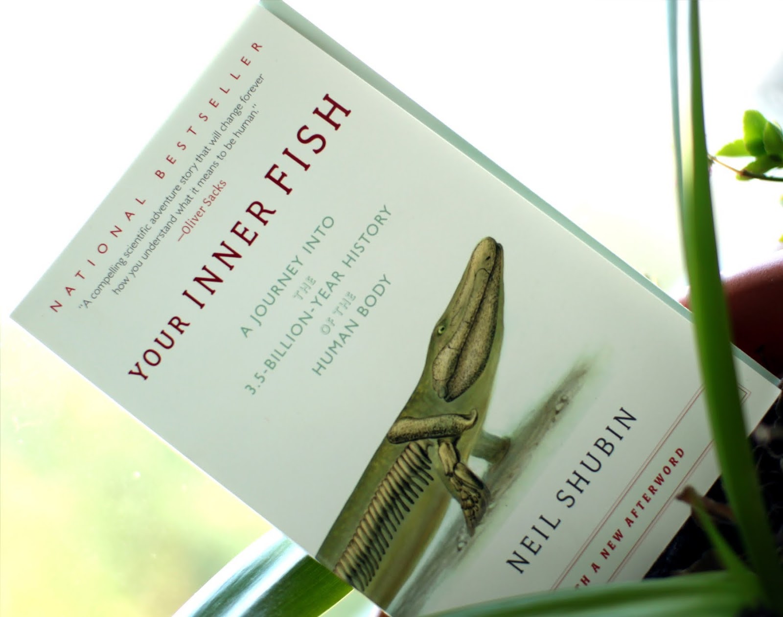 İçimizdəki balıq - Nil Şubin