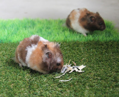 Natural PawPals: Two Gorgeous Calico Syrian Hamsters