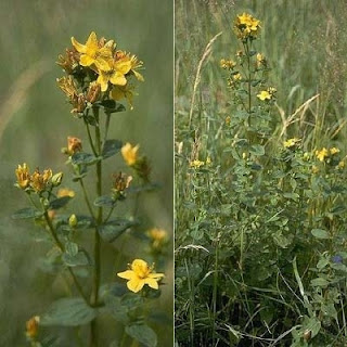 Farmacia Domnului: Sunatoare