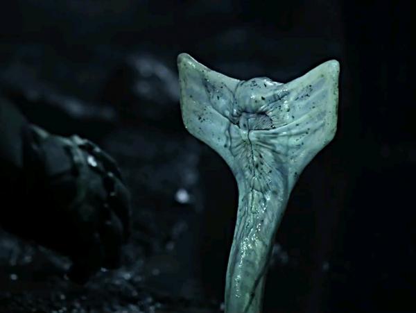 I found a hammerhead worm on my back porch. Any help with an I.D. would ...