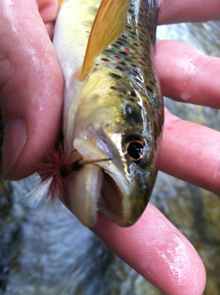 Eat. Sleep. Fly-Fish.: Weird Weather and Weird Fishing