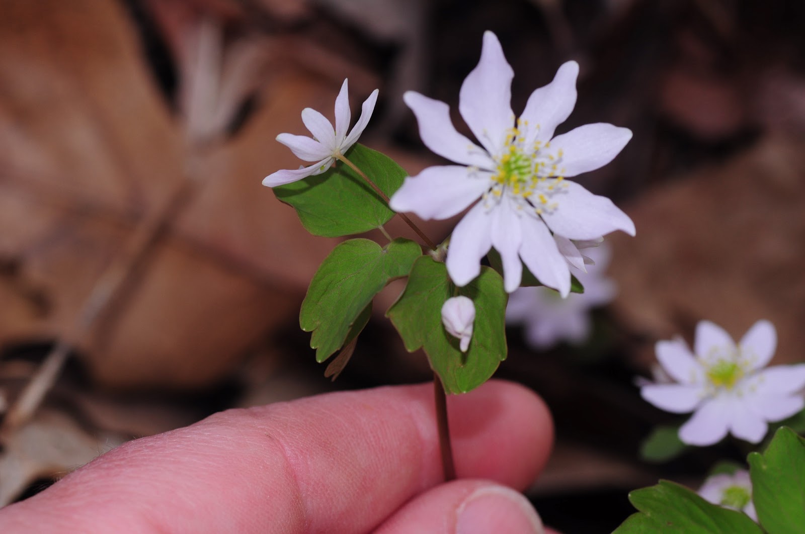 An Adirondack Naturalist in Central New York: Spring Flowers at Last!