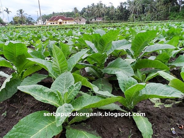 Pupuk Organik: Tanaman Tembakau - Aplikasi Biocrop88 & E-Plus 1-0-1
