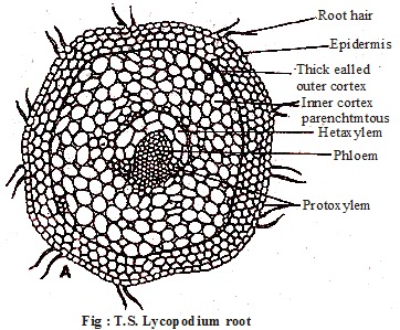Lycopodium Stem Cortex