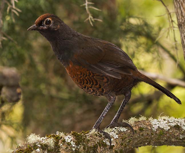 Las Aves que Viven en Chile: El Chucao y el Huedhued por Charles Darwin ...