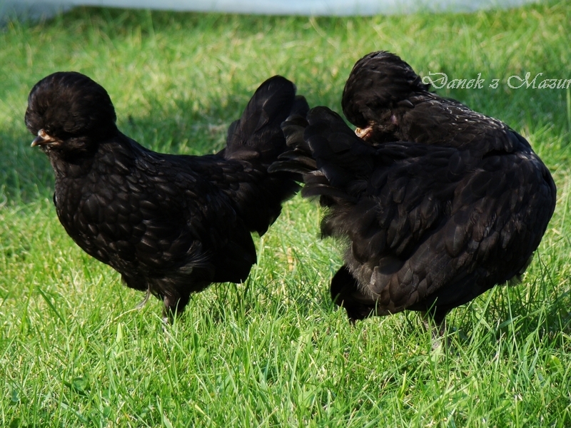 przyroda na mazurach: Polskie rasy kur