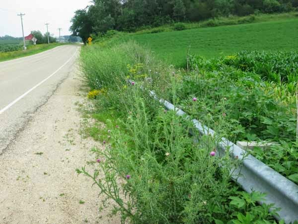 Tom's Blog: Mowing roadside weeds