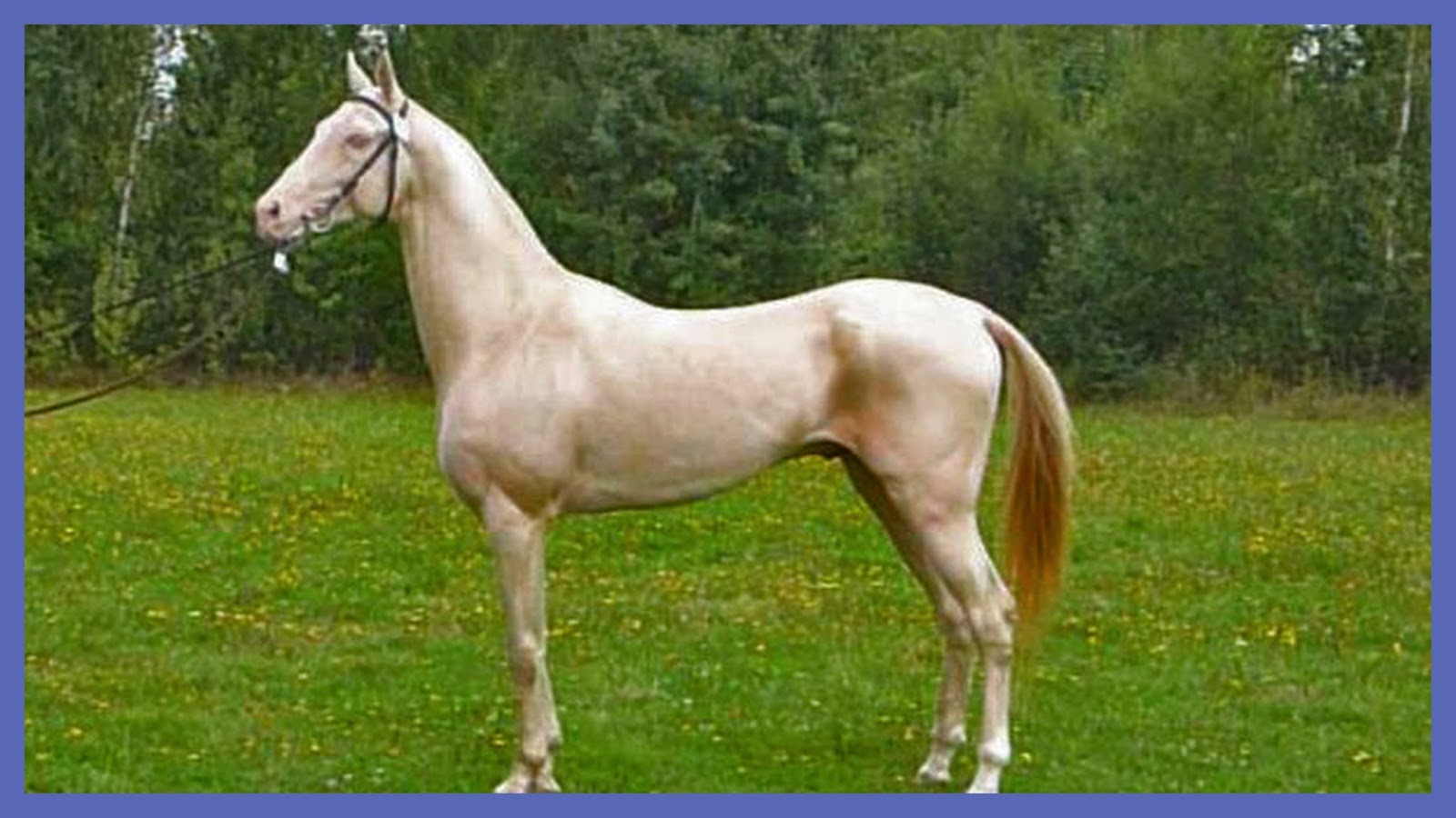 Re -Train Your Brain To Happiness: The Akhal-Teke Horse