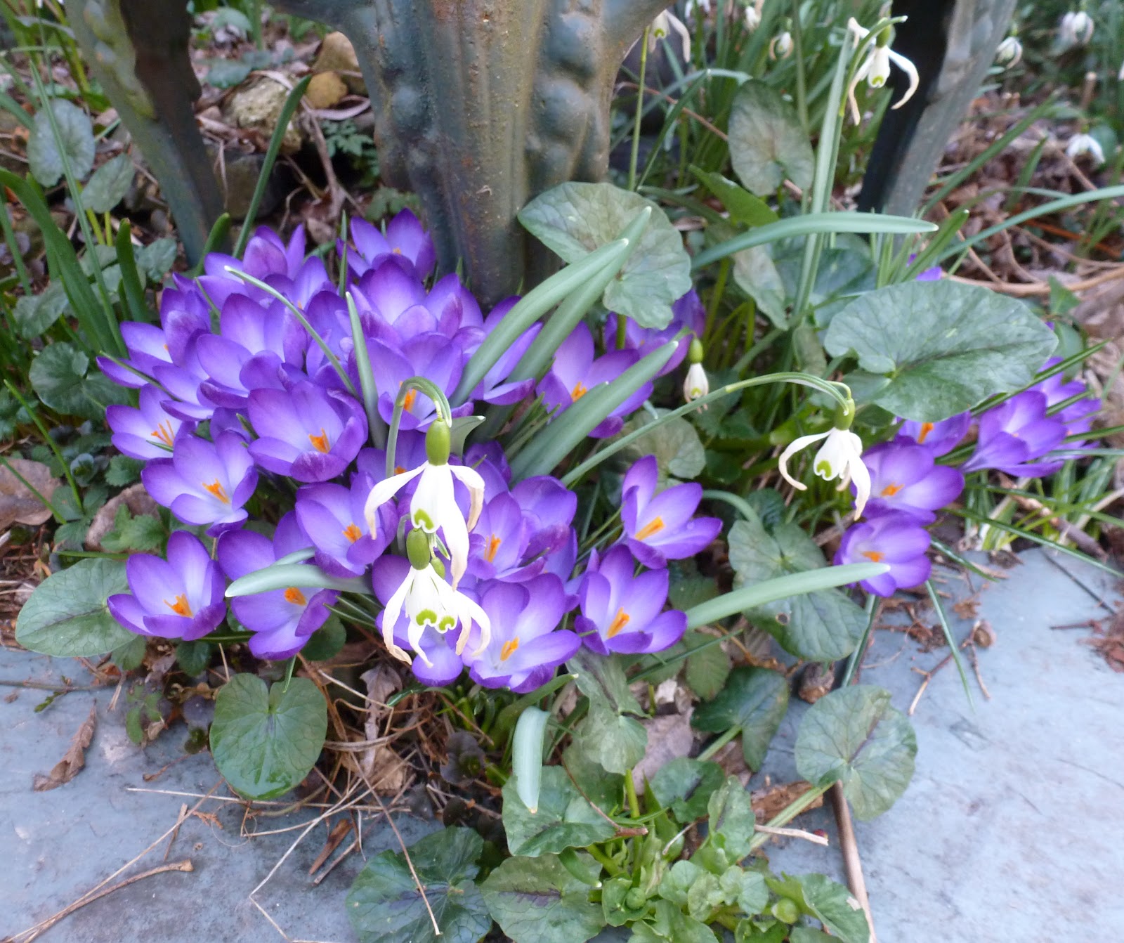 Jarvis House: Early Spring 2012 Flowers in the Jarvis House Garden