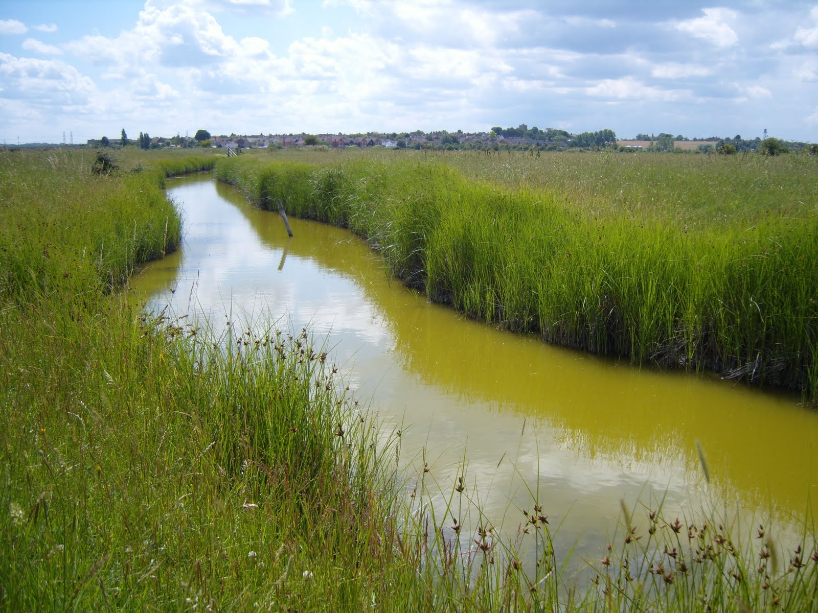 Notes from Kent's Hoo Peninsula: July 2011