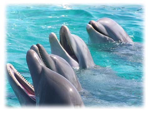 Imagenes de delfines de colores - Imagui