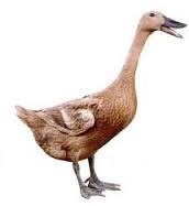 Coretan-Coretan Ku: Bebek betina atau Bebek jantan