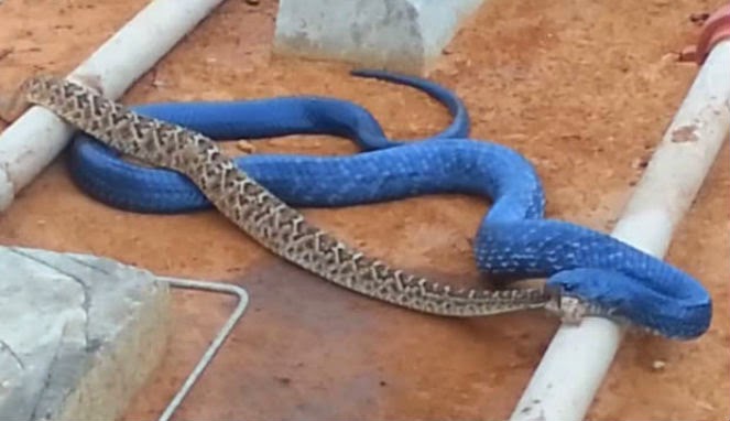 Ular Biru Langka Makan Ular Berbisa Lainnya yang Mematikan | SEGENGGAM ILMU