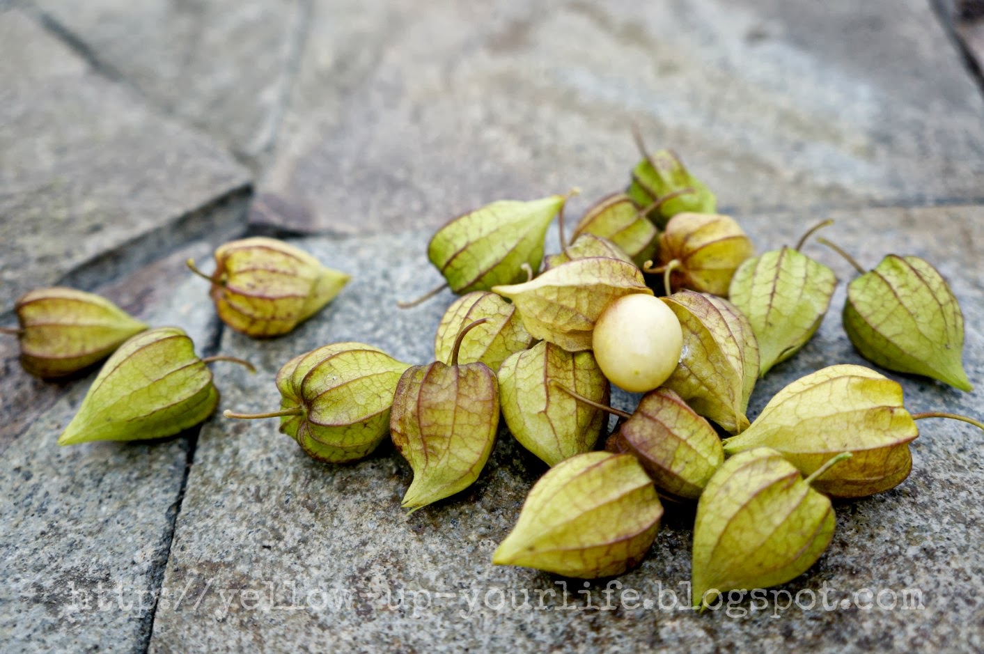 Manfaat tumbuhan Ceplukan untuk kesehatan ~ Ingkung Kuali