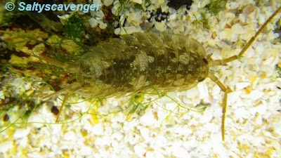 Rock Pooling: Common Crustaceans of the shore