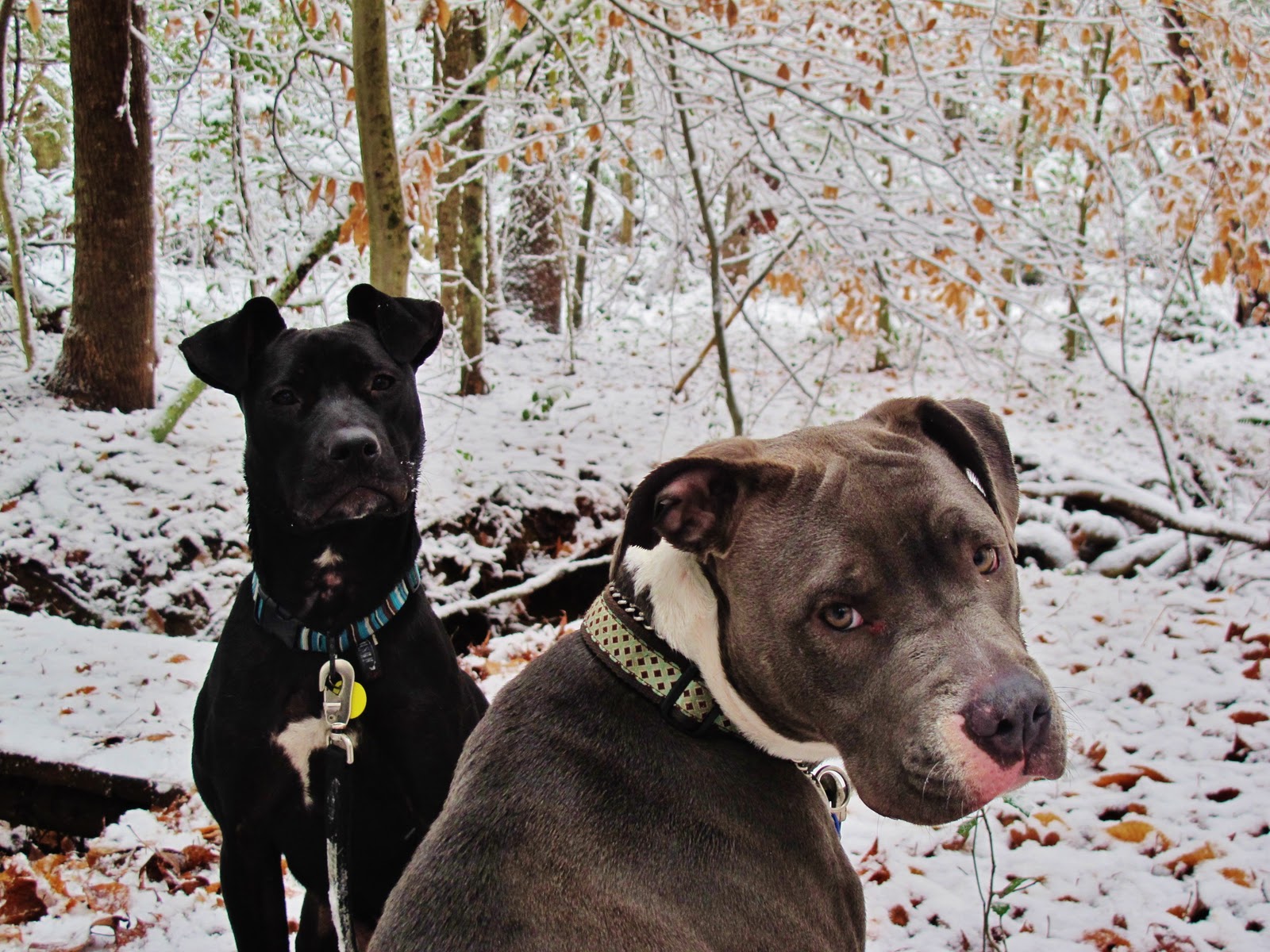 Of Pirates & Prestige: A Tale of Two Pit-Bulls