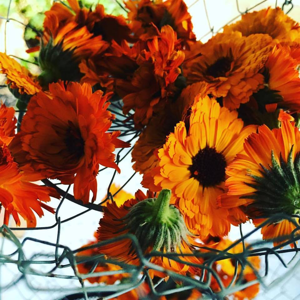 Lola Nova - Whatever Lola Wants: One Crazy Summer