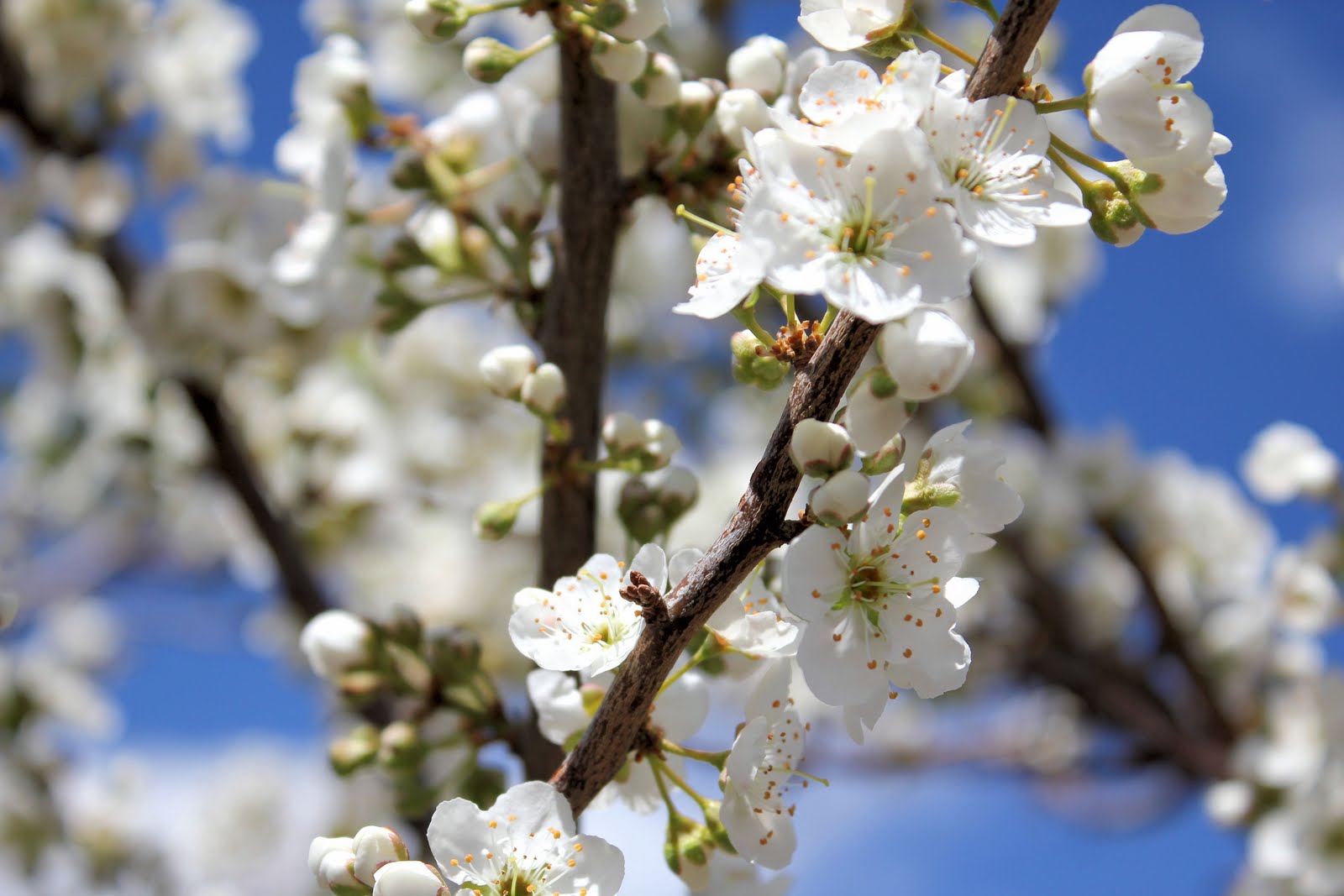 My Mountain Garden Gleanings: Cherry and Plum Trees in Bloom