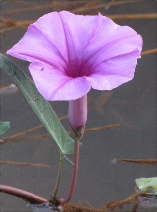 Herbal plants of Sri Lanka: kan Kun (Ipomoea aquatica)
