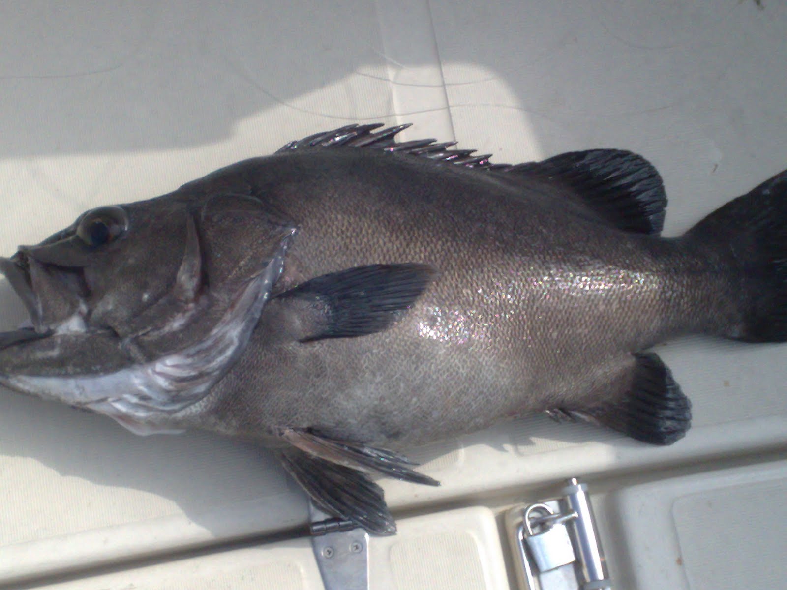 Pescando por Cantabria: Chernas