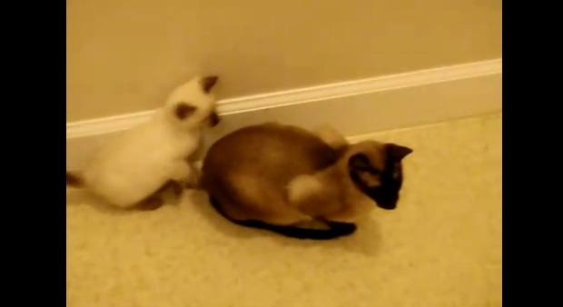 Catladyland: Cats are Funny: Kitten Sneak Attack!