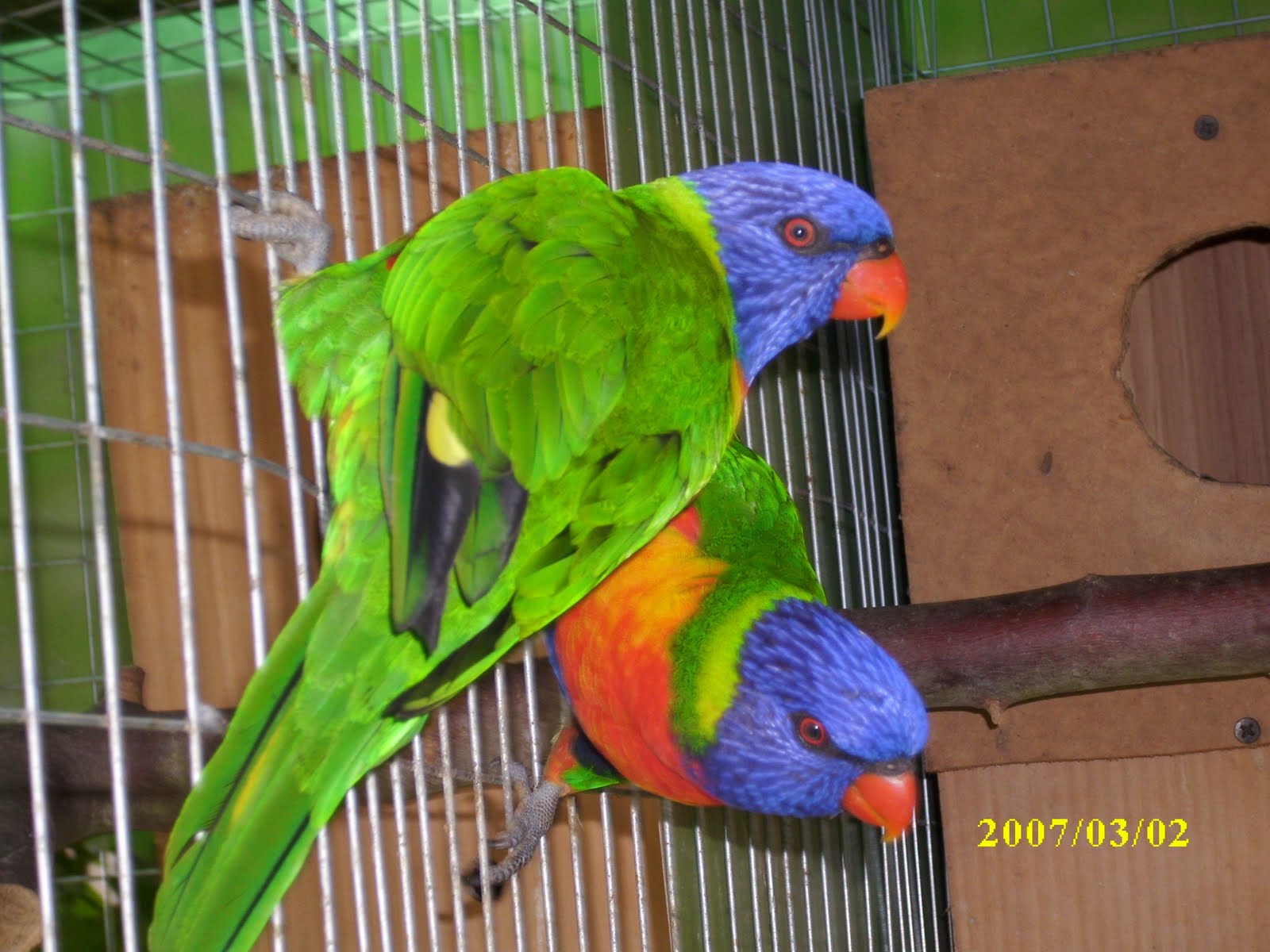 Aves do Carlitos: Loris