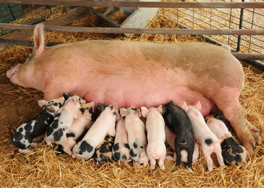 MOSAICOS PORTEÑOS: ACERCA DE LA CHANCHA Y LOS VEINTE