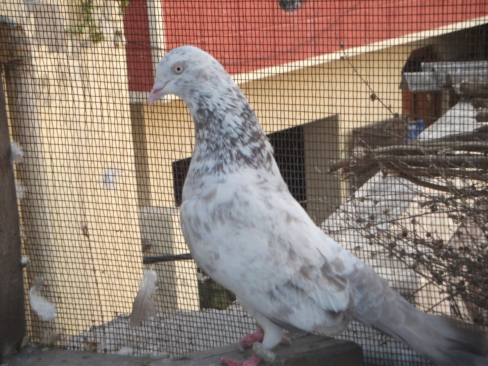 Indian Pigeon (high flyer Pigeon) ~ Master Loft