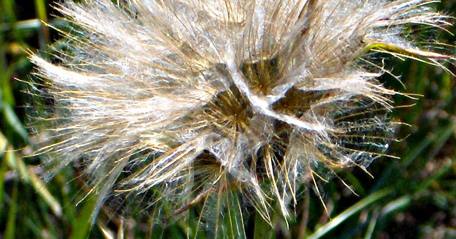 Karen`s Nature Photography: Fluffy Seed Head Close-up.