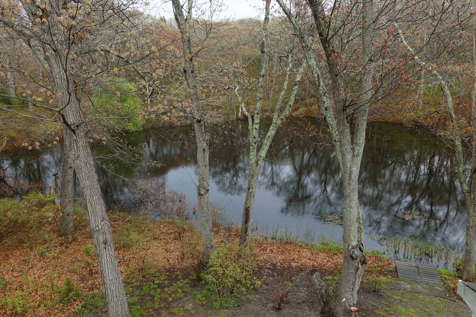Joe's Retirement Blog: Spring at the Pond, Manomet, Plymouth ...
