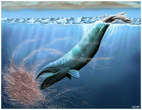 Noticias de Paleontologia: Morenocetus parvus, un antepasado de la ...