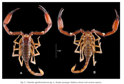 The Scorpion Files Newsblog: A new cave-dwelling Chaerilus species from ...