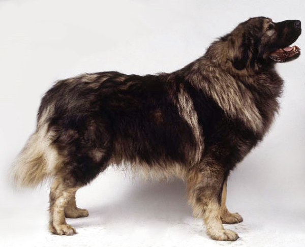 Armenian Gampr dog | The Life of Animals