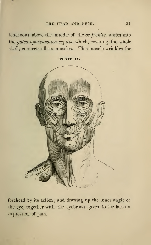 Research of Artistic Anatomy: Henry Warren “Artistic Anatomy of the ...