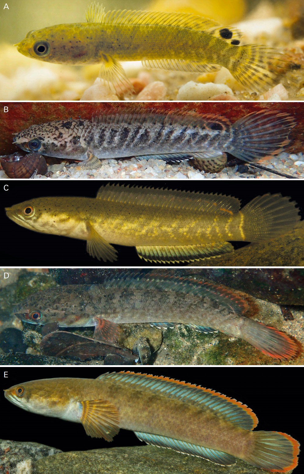 Species New to Science: [Ichthyology • 2020] Channa kelaartii • A Valid ...