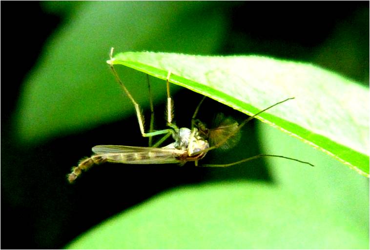 Insects of Scotland: Mosquitoes/Midges/Horseflies
