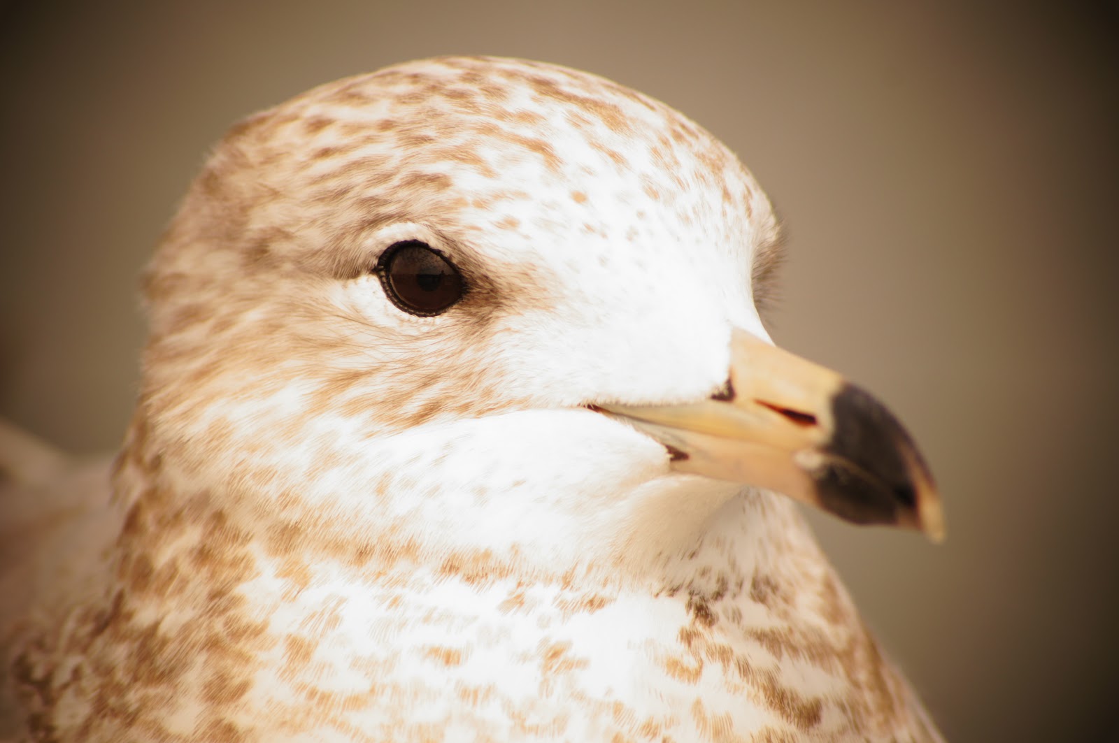 Free picture of a bird for download and use commercially