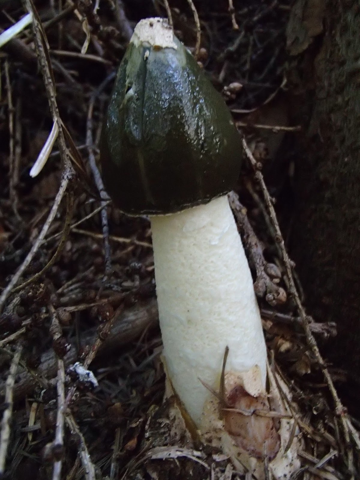 MOJA MENAŻERIA : W Lesie Bronaczowa