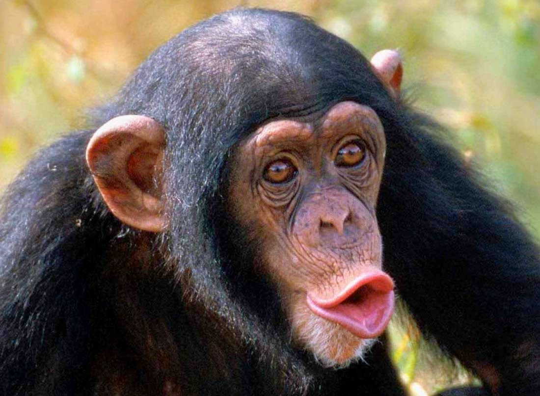 Abecedário dos Animais: MACACO