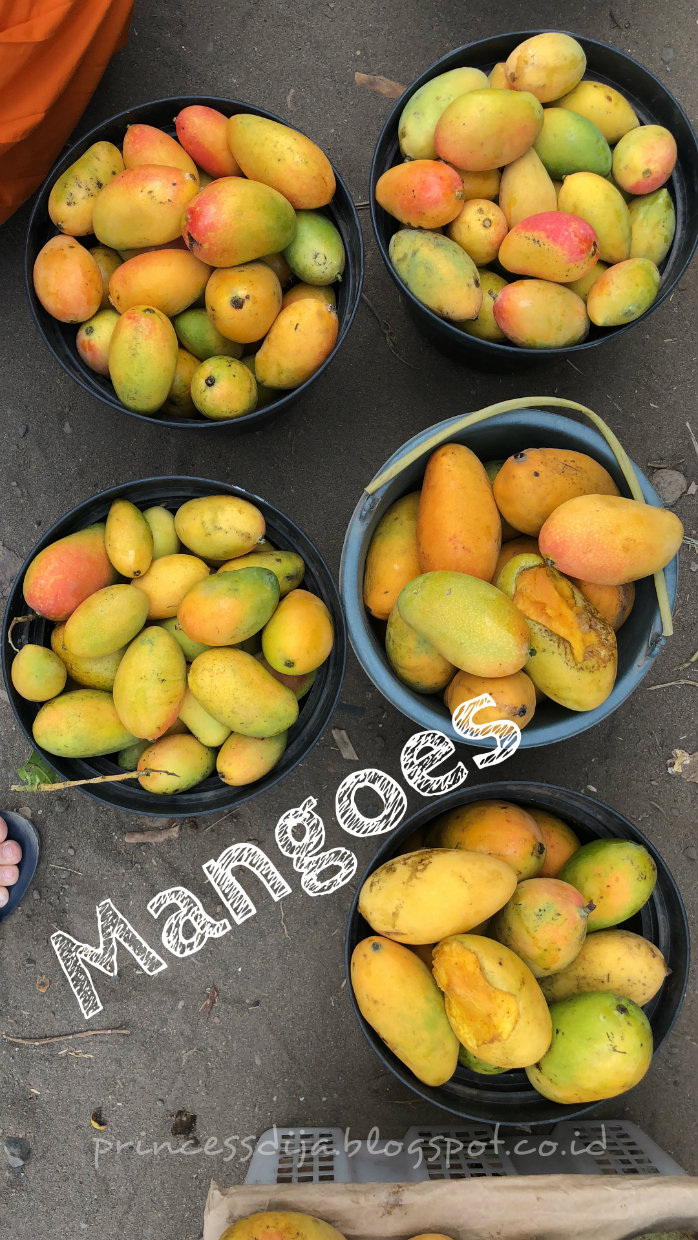 Dija Princess: Beli Mangga Podang di Kec. Banyakan, Kediri