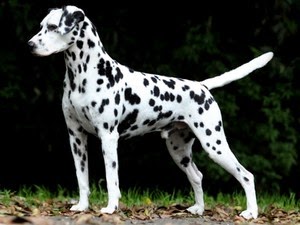 Dálmata ~ ANIMALLESCO!