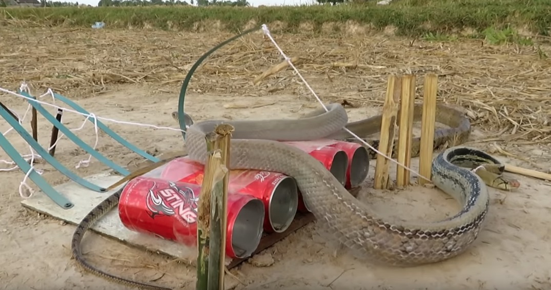 Sayang Nyawa Tak? Begini Cara Tangkap Ular Tedung Yang Berkeliaran Di ...