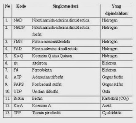 Struktur Fungsi dan Klasifikasi Enzim